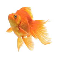 Fish Deals – Fur Babies Plus